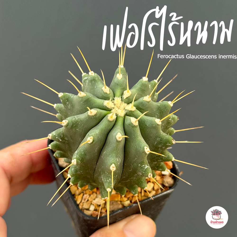 เฟอโรไร้หนาม Ferocactus Glaucescens inermis แคคตัส กระบองเพชร cactus ...