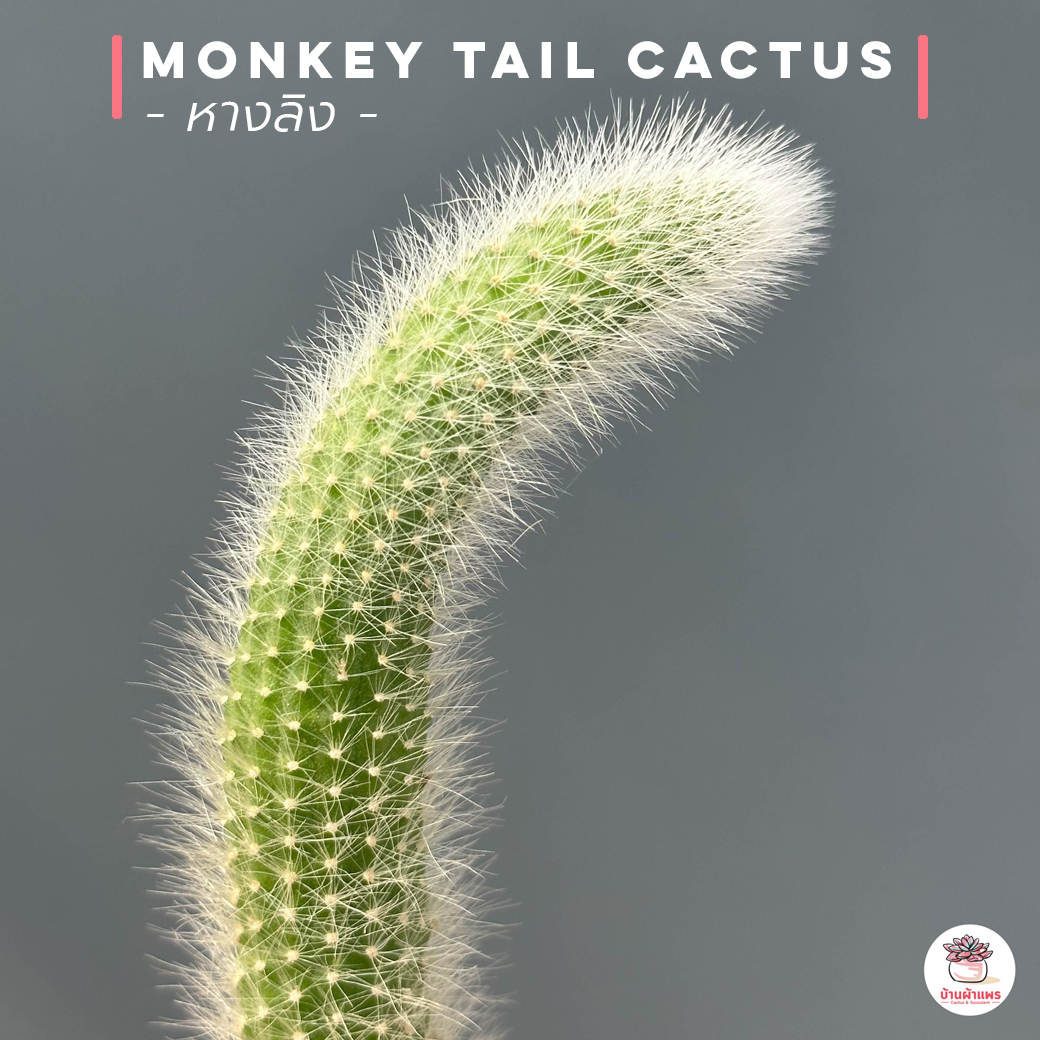 หางลิง Monkey Tail Cactus กระบองเพชร ไม้อวบน้ำ Cactus&Succulent - บ้าน ...