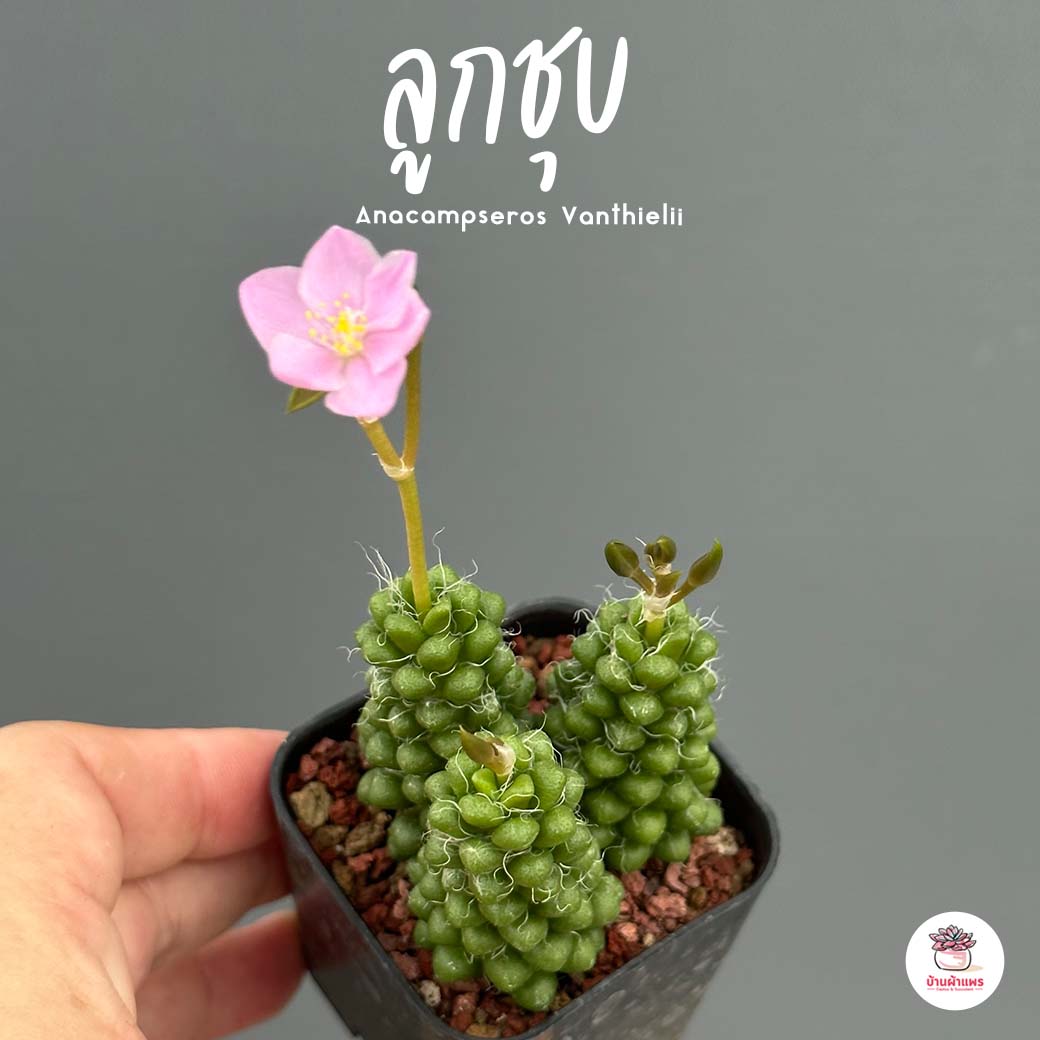 ลูกชุบ Anacampseros Vanthielii ไม้อวบน้ำ กุหลาบหิน แคคตัส กระบองเพชร ...