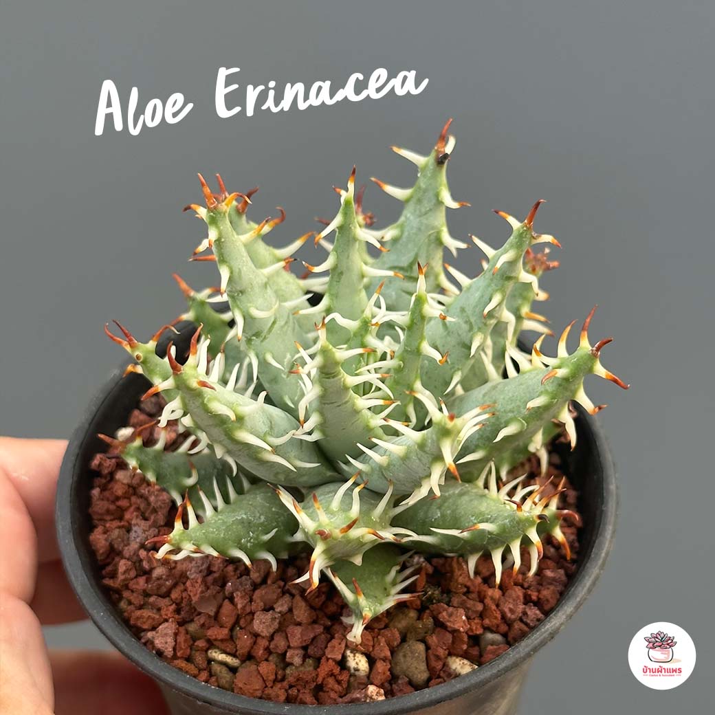 Aloe Erinacea อโล อิรินาเซีย ไม้อวบน้ำ กุหลาบหิน cactus&succulentหลากหลายสายพันธุ์ - บ้านผ้าแพร ...